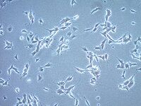 SHSY-5Y Tet-On Inducible Alpha-Synuclein Neuroblastoma Cell Line | SCC291